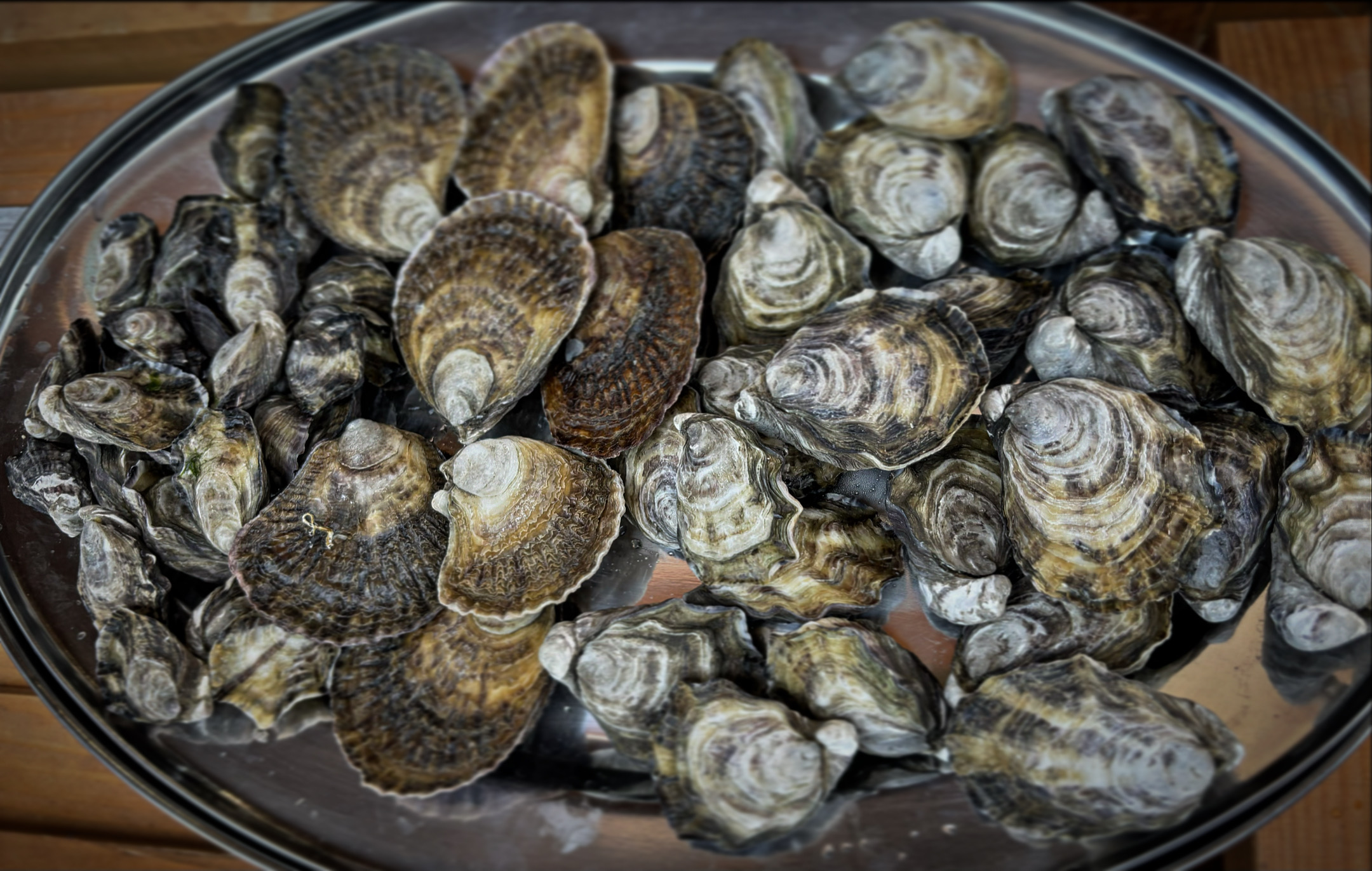 Our Future in a Shell: restoring the native oyster population to ...
